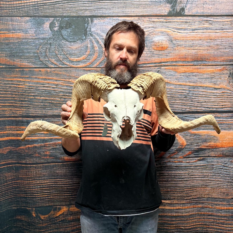 Real Ram Skull - Etsy