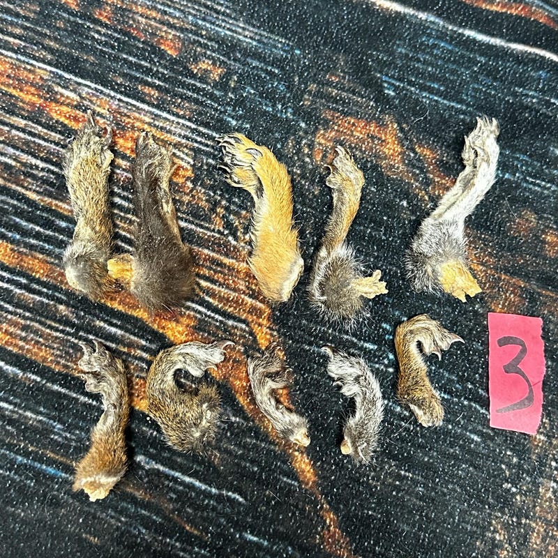 Squirrel Feet - Etsy