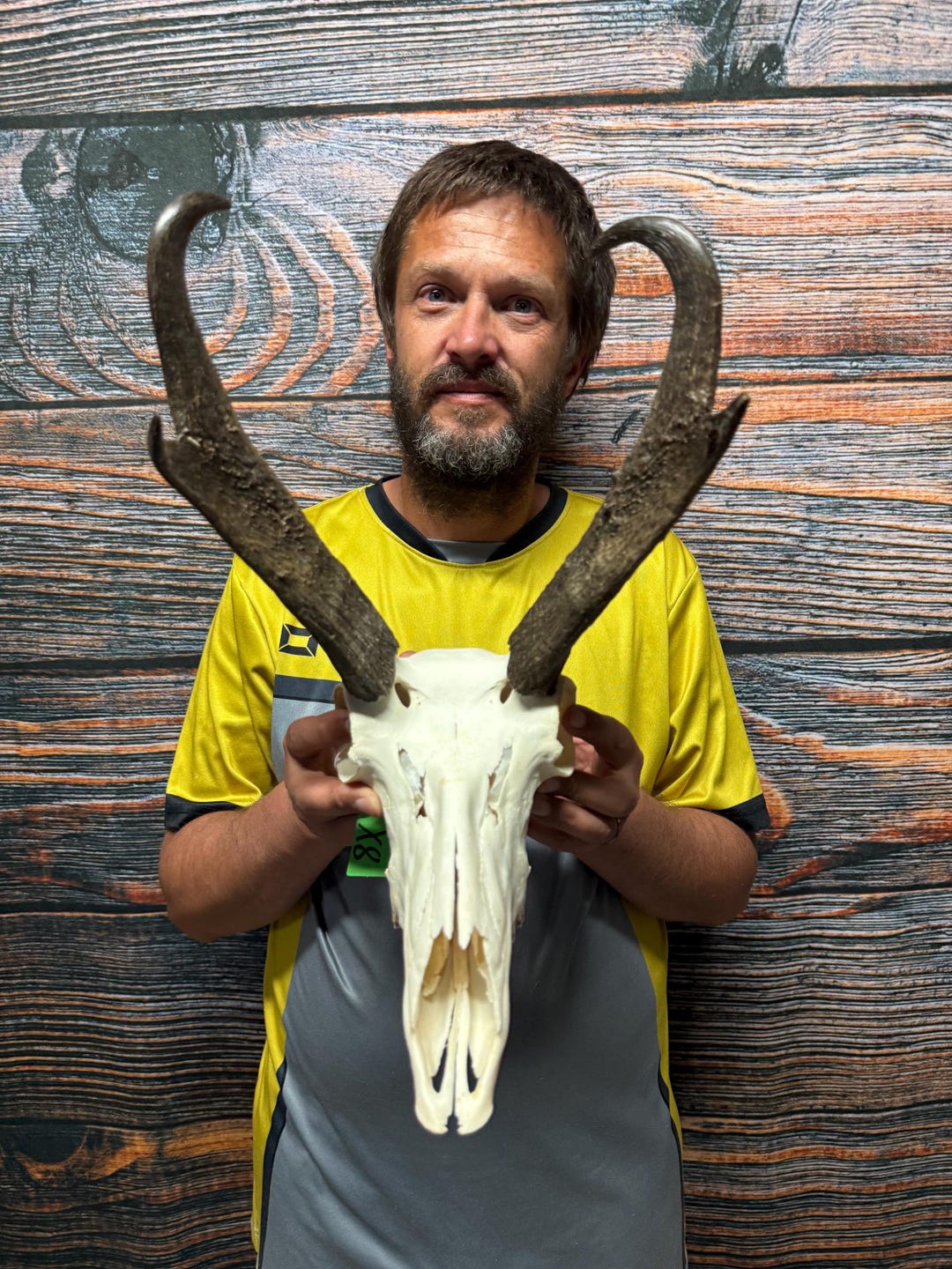 Trophy Pronghorn Antelope Skull Antler Mount Horn Head Unique Christmas Gift Western Man Cave ...