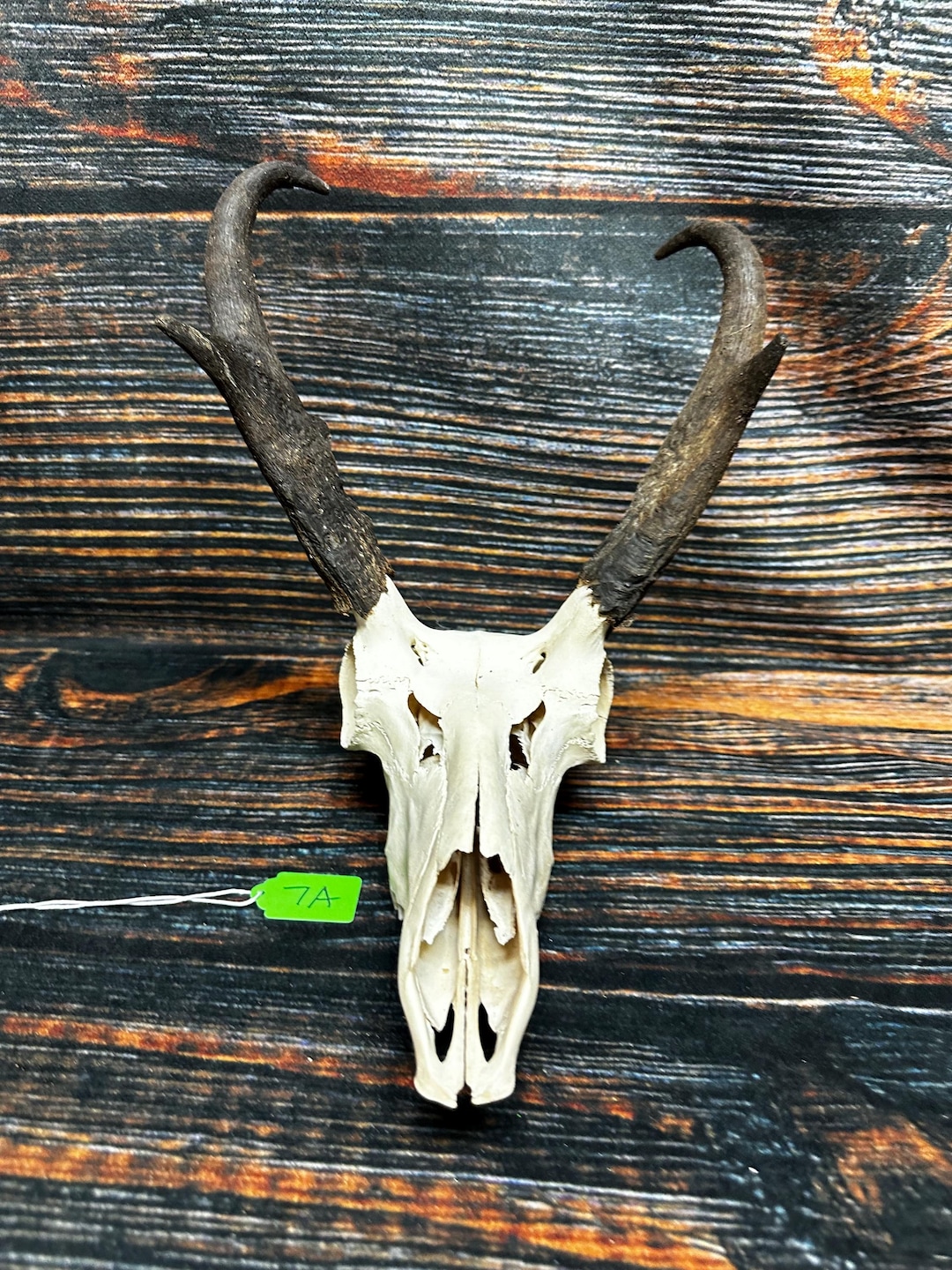 Trophy Pronghorn Antelope Skull Antler Mount Horn Head Unique Christmas Gift Western Man Cave ...