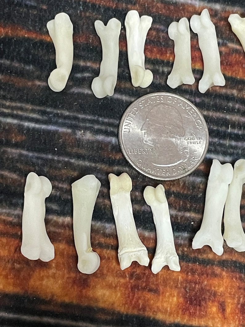 20 Real Bobcat Toe Bone Mountain Man Craft Art Supplies Jewelry ...