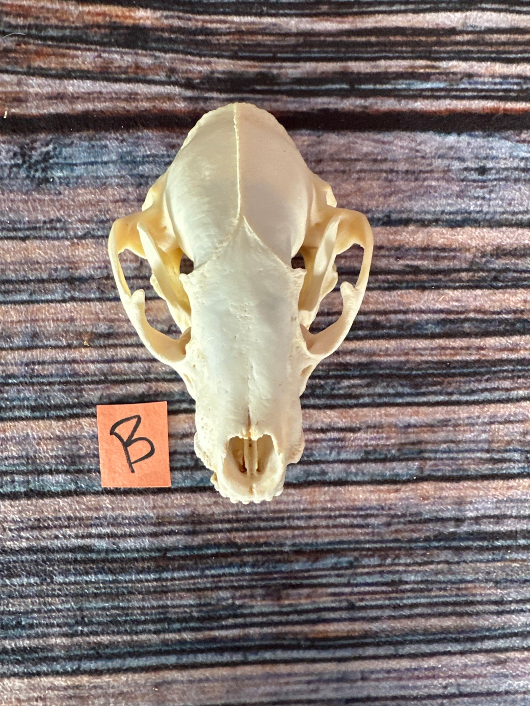 Real XL Raccoon Skull Bone Animal Mounts Unique Birthday Christmas Gift ...