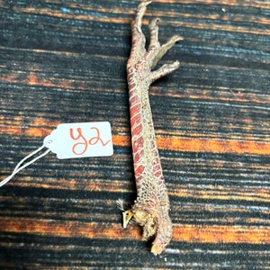 Real Wild Turkey Foot Taxidermy Mount Art Feet Voodoo Unique Christmas ...