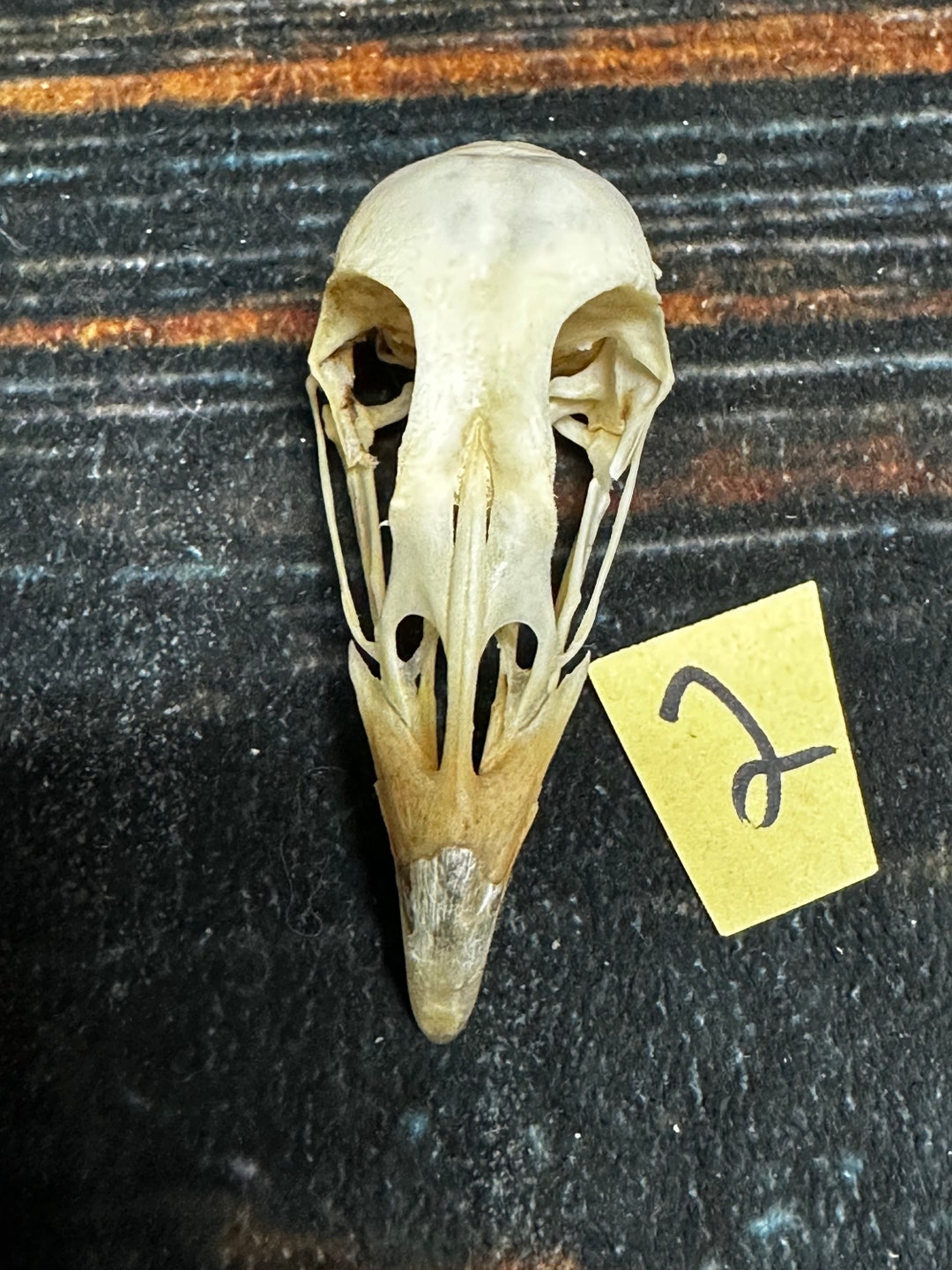 Real Unique Pheasant Skull Animal Mount Bone Fowl Halloween Decoration ...