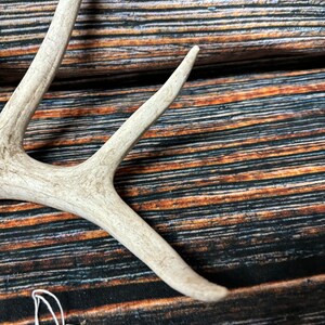Wild Whitetail Deer Shed Antler Unique Christmas Gift Man Cave Medieval ...