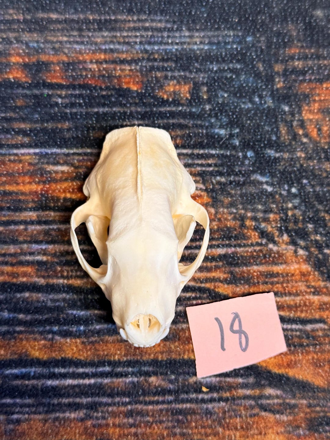 Real XL Skunk Skull Bone Animal Mount Man Cave Cabin Western Decor ...