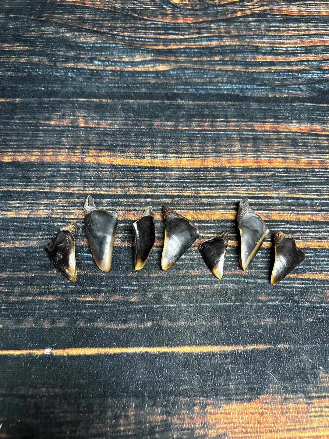 7 Real Deer Hooves Foot Native American Beads Art Craft Supply ...