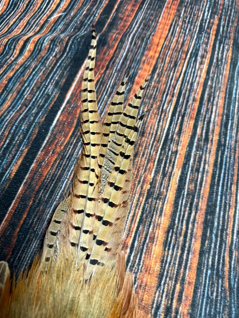 Real Ringneck Pheasant Skin Feather Millinery Bustle Western Decor Art ...