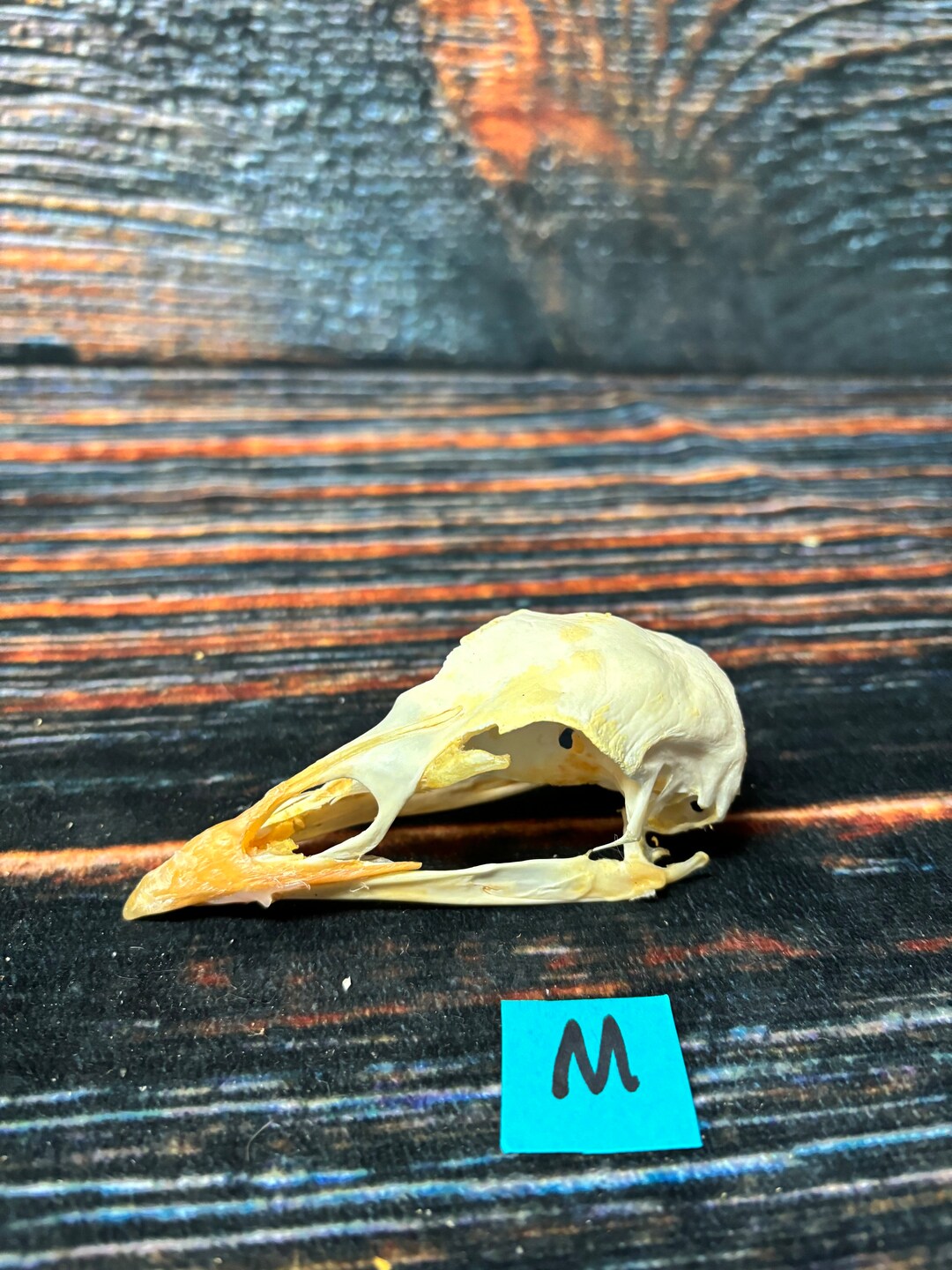 Real XL Turkey Skull Animal Fowl Unique Christmas Gift Art Bird Mount ...