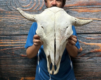 Real American Bison Buffalo Skull Western Yard Decor Art Craft Supplies ...