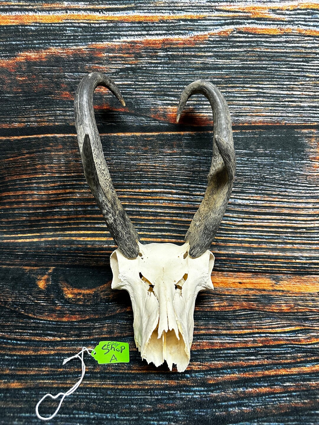 Trophy Pronghorn Antelope Skull Antler Mount Horn Head Unique Christmas ...