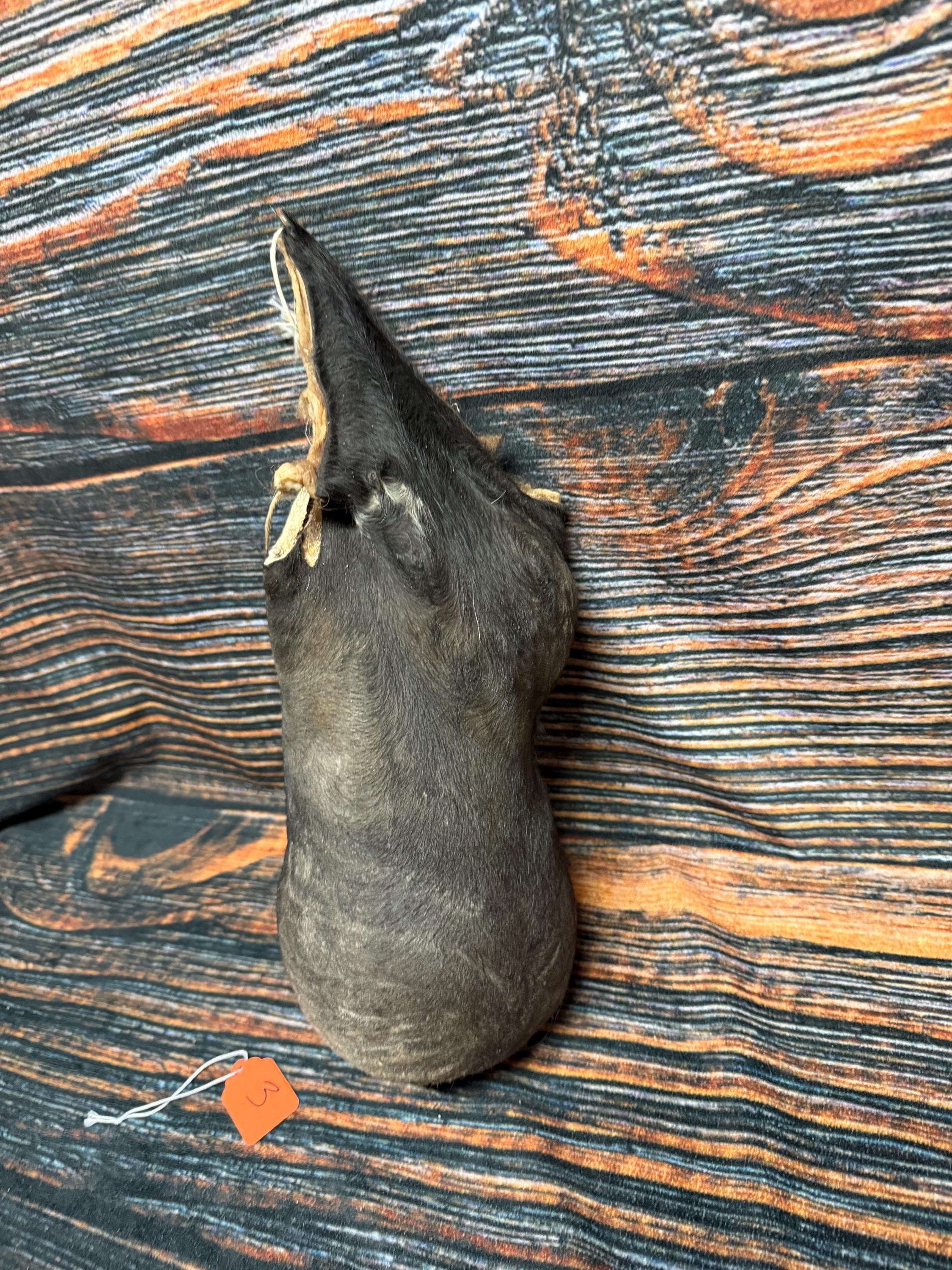 XXXL BULL Scrotum Oddities HUGE Ball Bag Unique Gift Odd Nut Sack Black ...