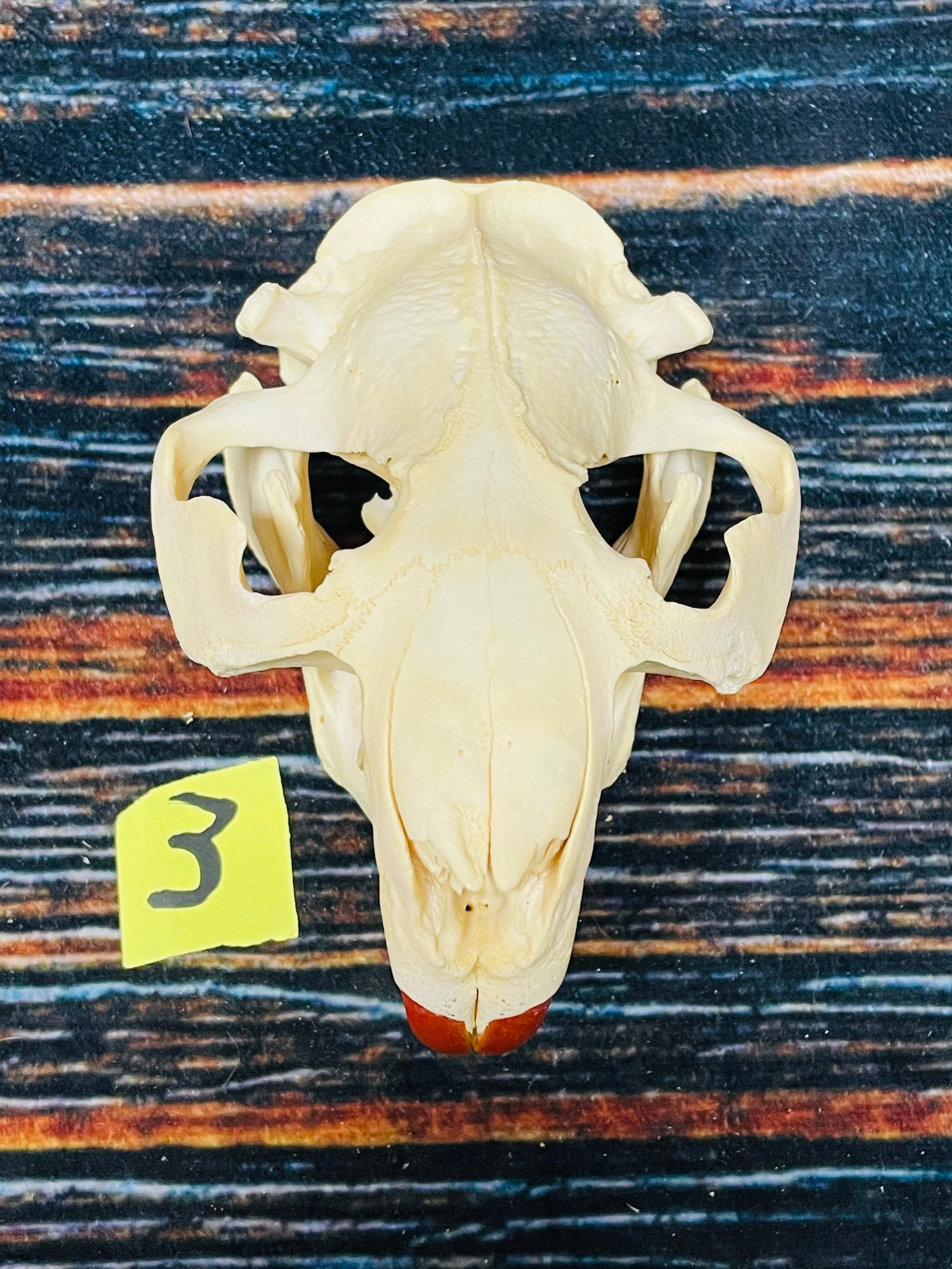 Real XXL Beaver Skull Gothic unique Christmas Gift Halloween | Etsy