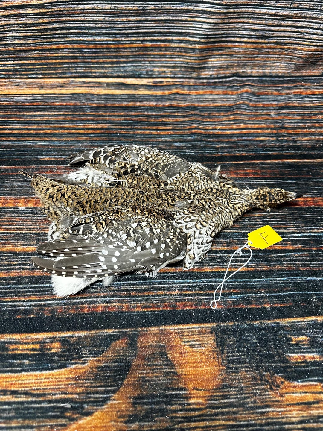 Real South Dakota Grouse Skin Feather Millinery Bustle Western Decor ...