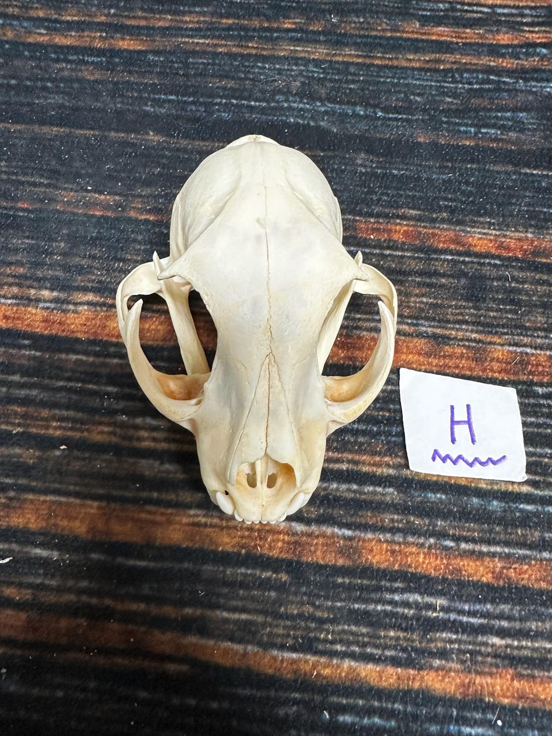 Real XL American Bobcat Skull Animal Mount Christmas Gifts Man Cave ...
