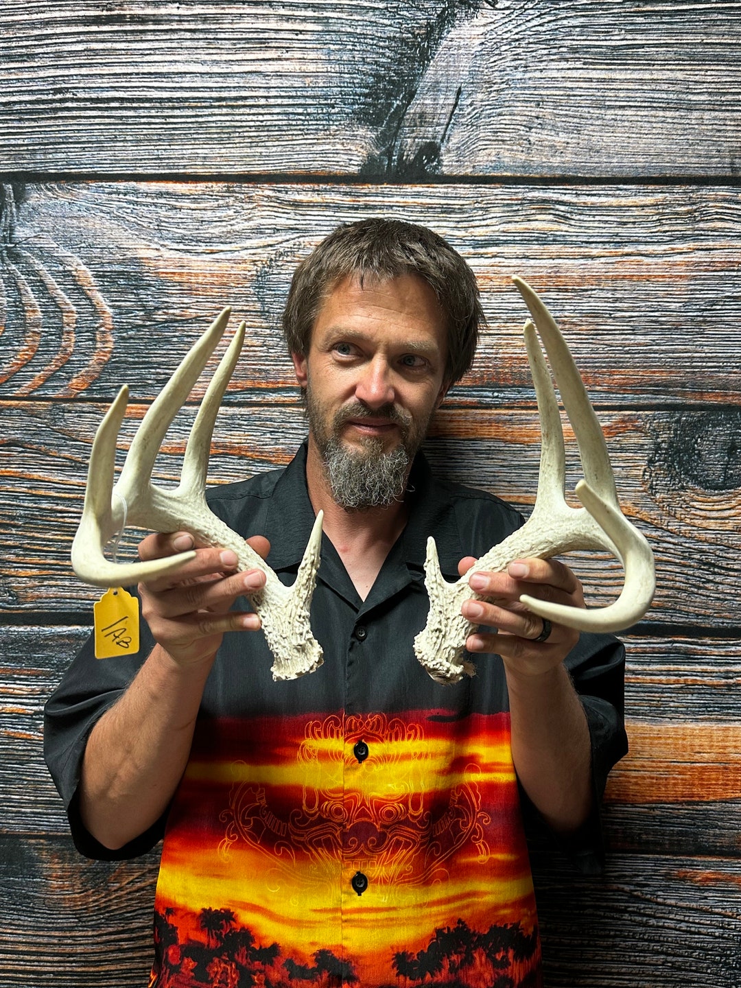 Wild 10 Point Whitetail Deer Cut off Antler Rattling Horn Unique ...