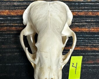 Real XL BADGER Skull Bone Animal Mount Man Cave Cabin Decor Art Craft ...