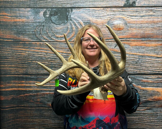 Trophy Wild 10 Point Whitetail Deer Rack Antler Mount Horn Head Unique ...
