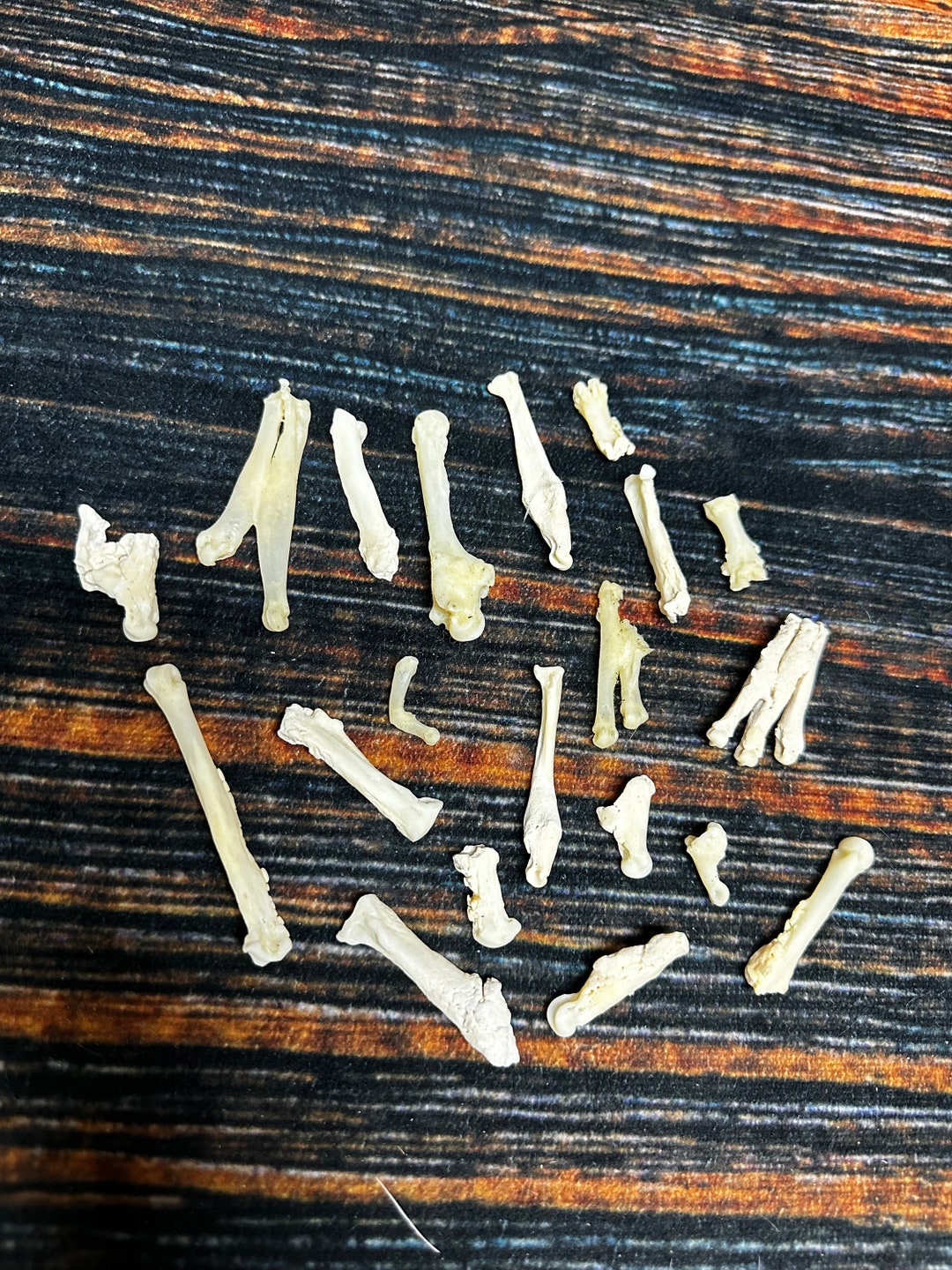 Real Natural Deformed Coyote Fox Paw Toe Bone Pieces KNIFE Handle Craft ...