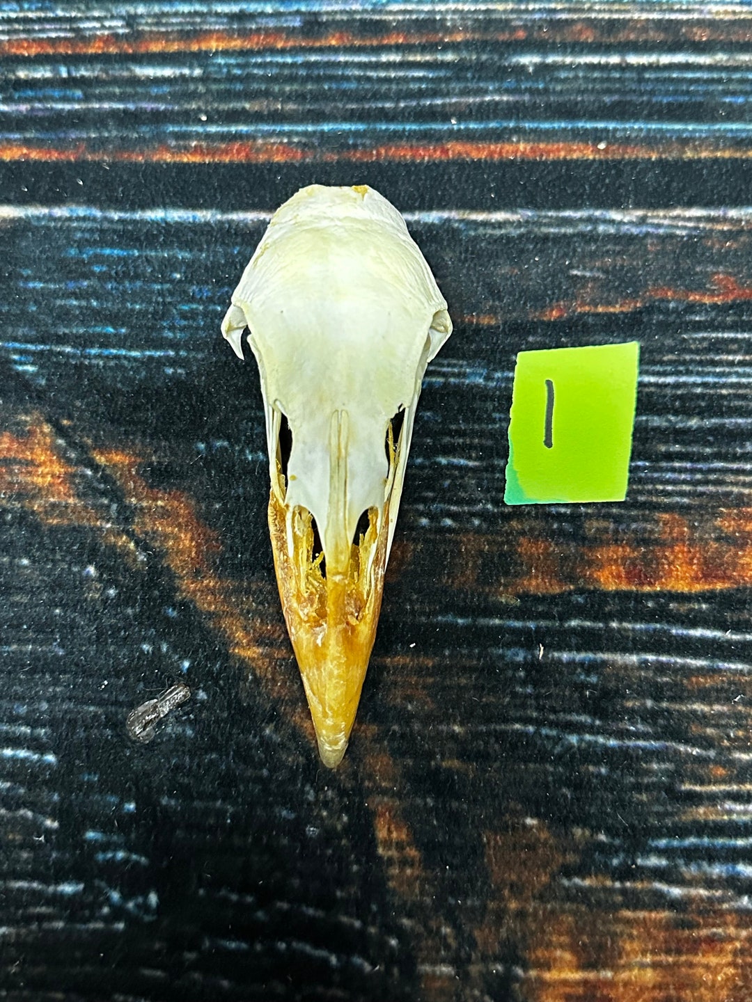 Real XL Turkey Skull Animal Fowl Unique Christmas Gift Art - Etsy