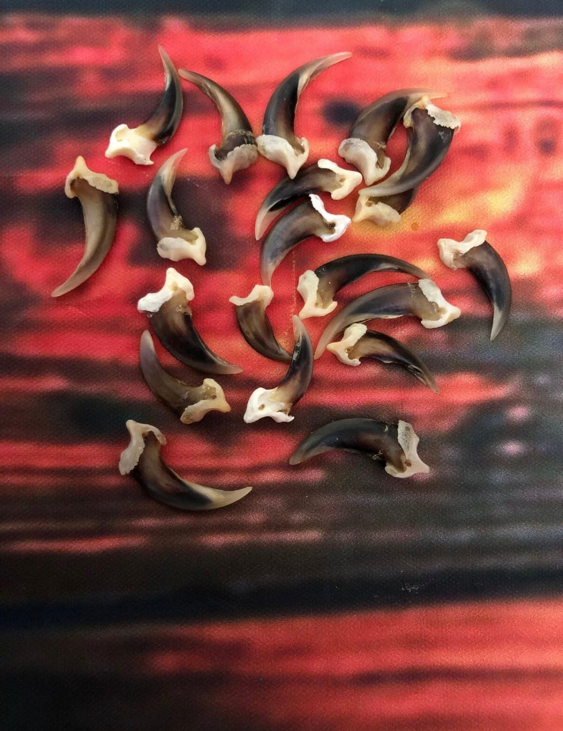 20 Real Red Fox Claws Mountain Man Western Art Craft Supply | Etsy