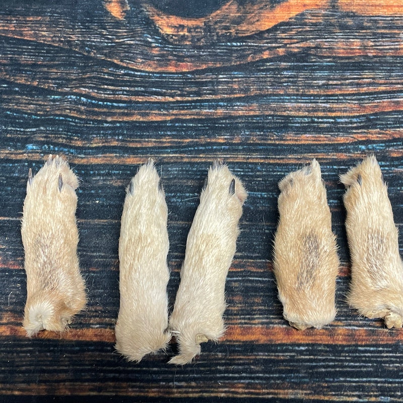 Owl Feet for Crafting - Etsy