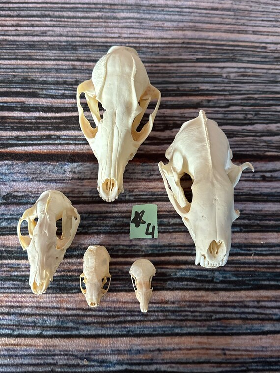 Ermine Skull