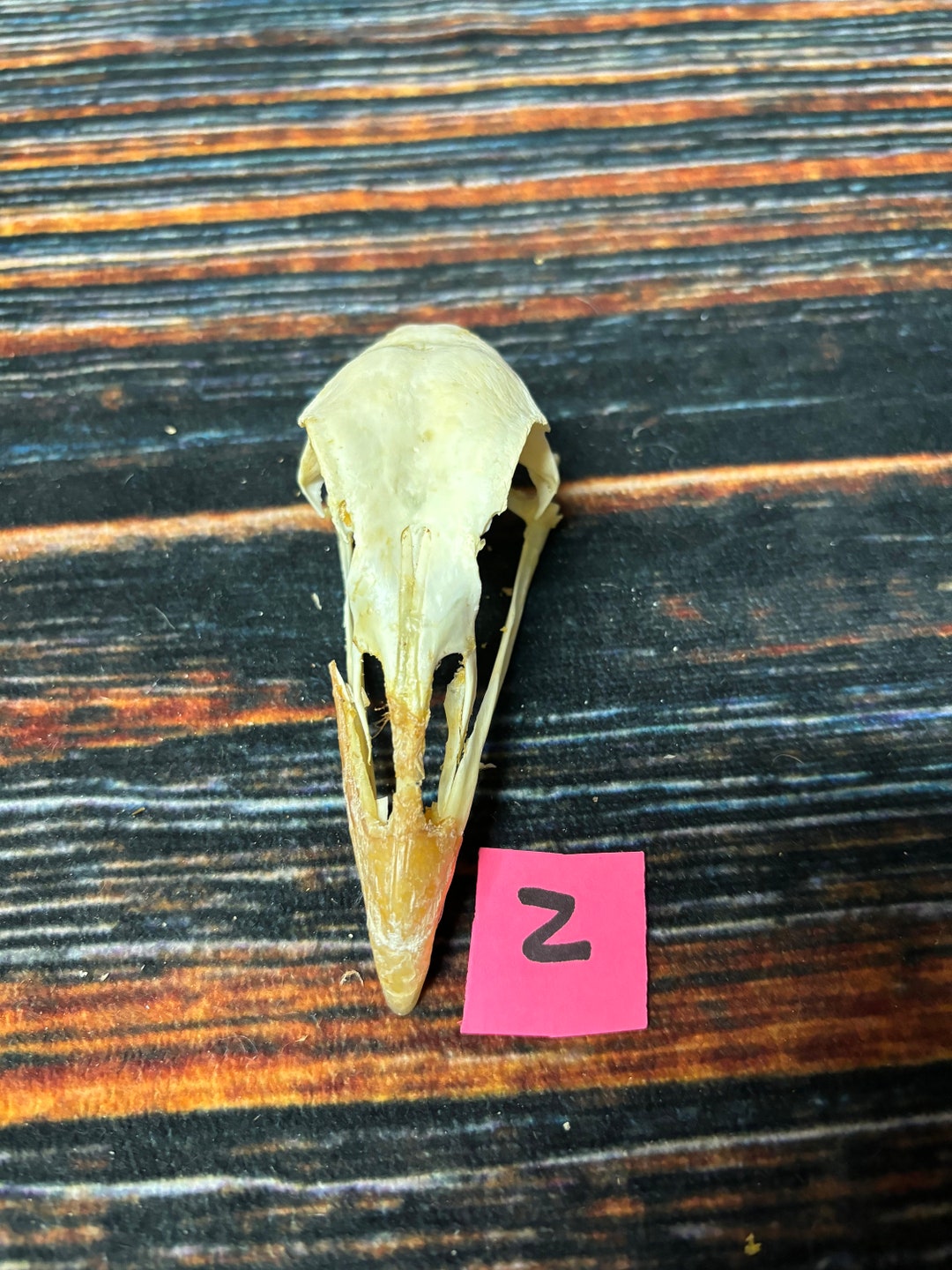 Real XL Turkey Skull Animal Fowl Unique Christmas Gift Art Bird Mount ...