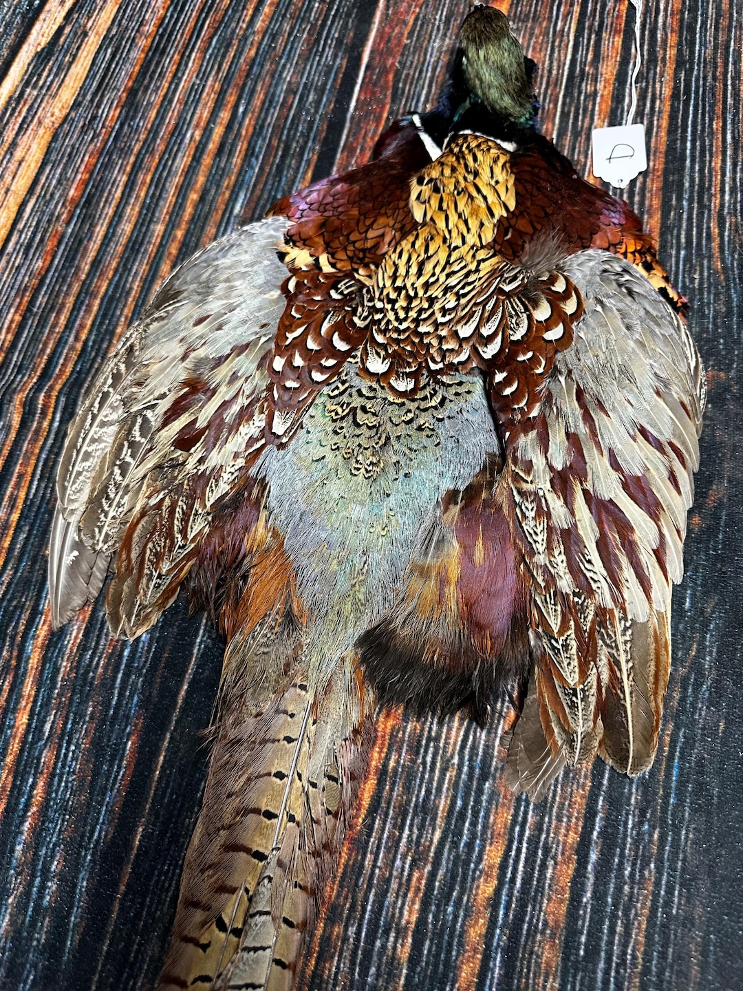 Real Ringneck Pheasant Skin Feather Millinery Bustle Western Decor Art ...