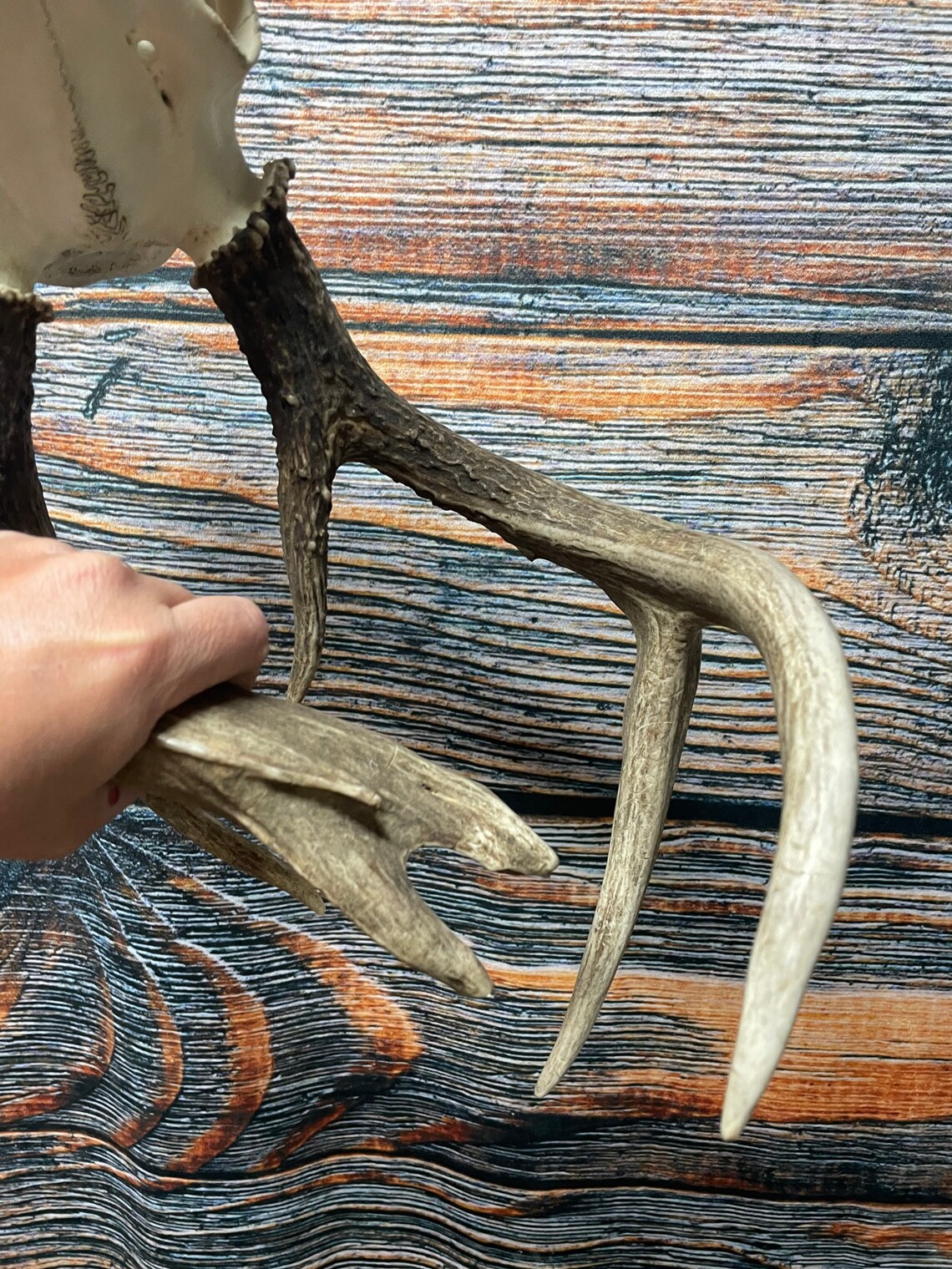 Trophy Giant 6 Point Whitetail Deer Skull Antler Mount Horn - Etsy