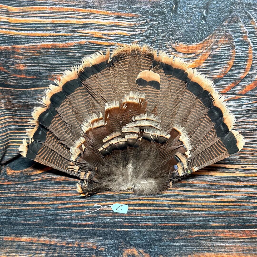 Real Wild Turkey Tail Merriam Feather Millinery Big Tom Decoy Bustle ...