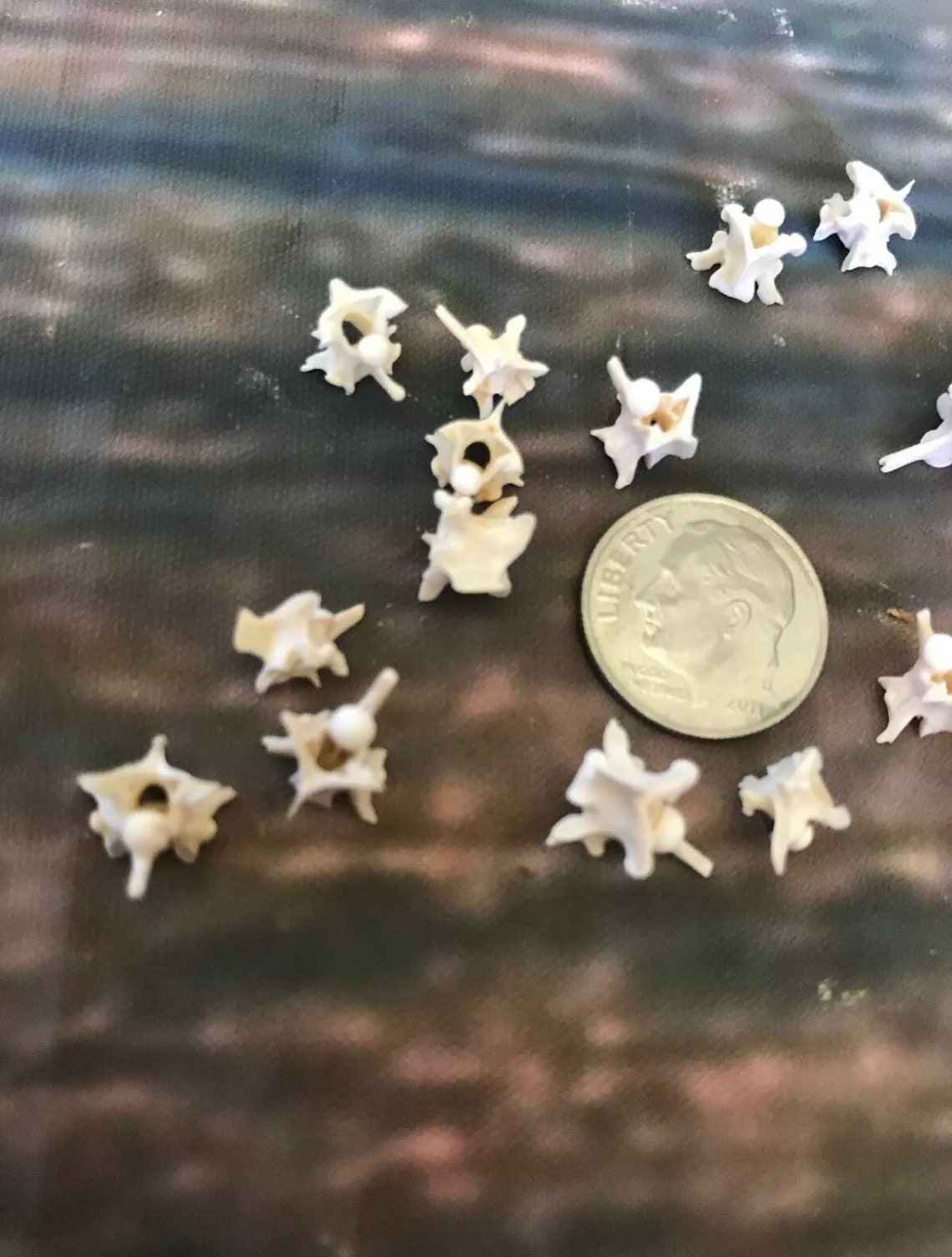 20 Real Rattlesnake Vertebrae Vertebrea Bone Gothic Voodoo | Etsy