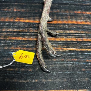 Real Wild Turkey Foot Taxidermy Mount Art Feet Voodoo Unique Christmas ...