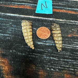 2 REAL Rattlesnake Rattles Prairie Rattler Skin Jewelry Art Craft ...