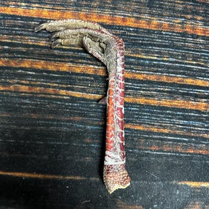 Real Wild Turkey Foot Taxidermy Mount Art Feet Voodoo Unique Christmas ...