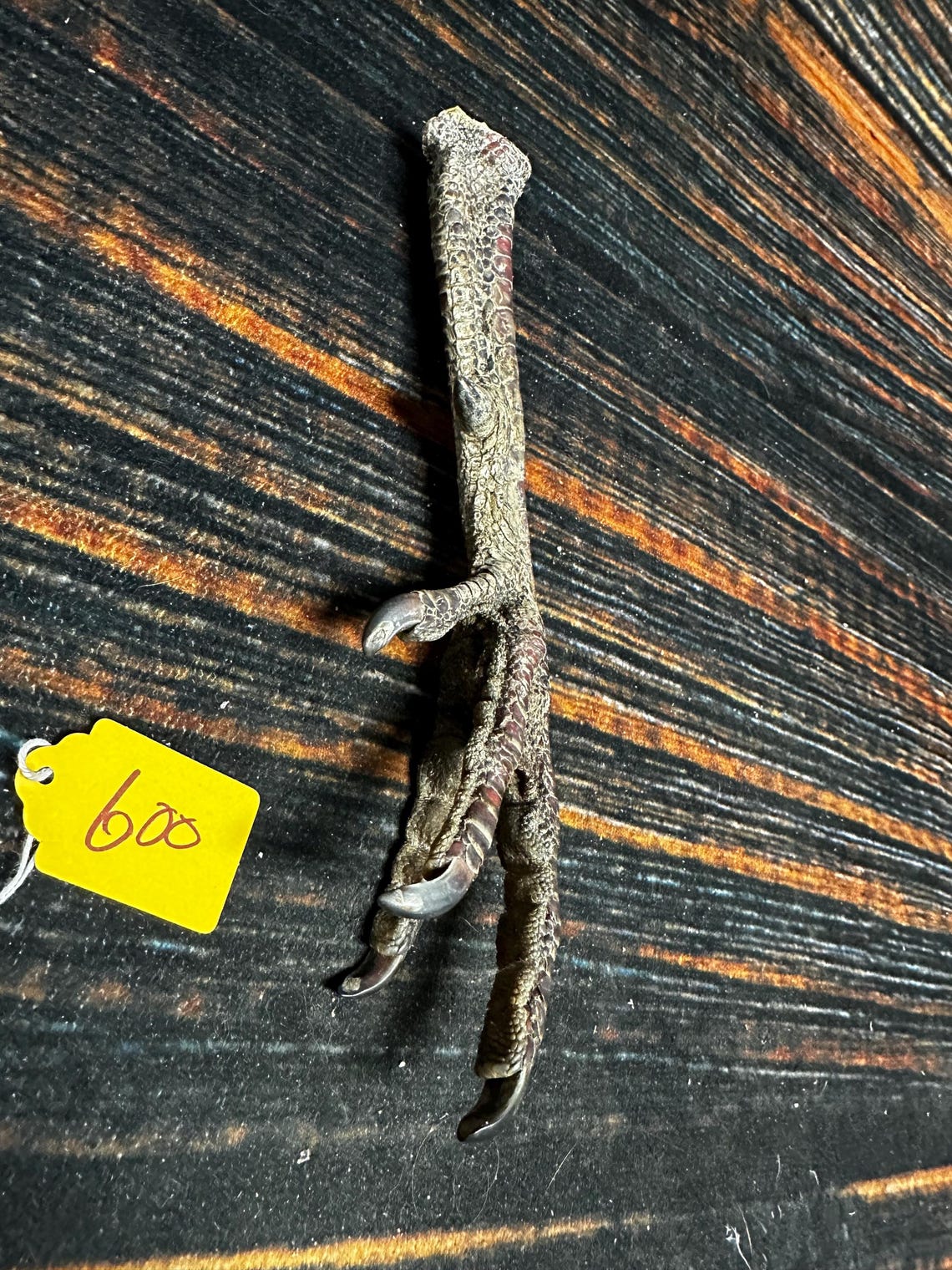 Real Wild Turkey Foot Taxidermy Mount Art Feet Voodoo Unique Christmas ...