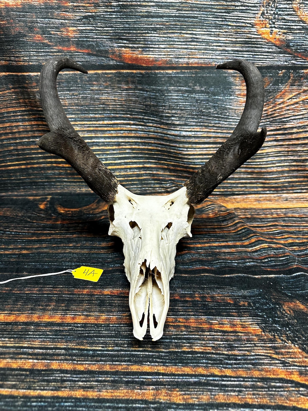 Trophy Pronghorn Antelope Skull Antler Mount Horn Head Unique Christmas ...