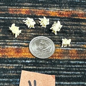5 Real Fuzed Rattlesnake Vertebrae Bone Gothic Voodoo Witchcraft Craft ...