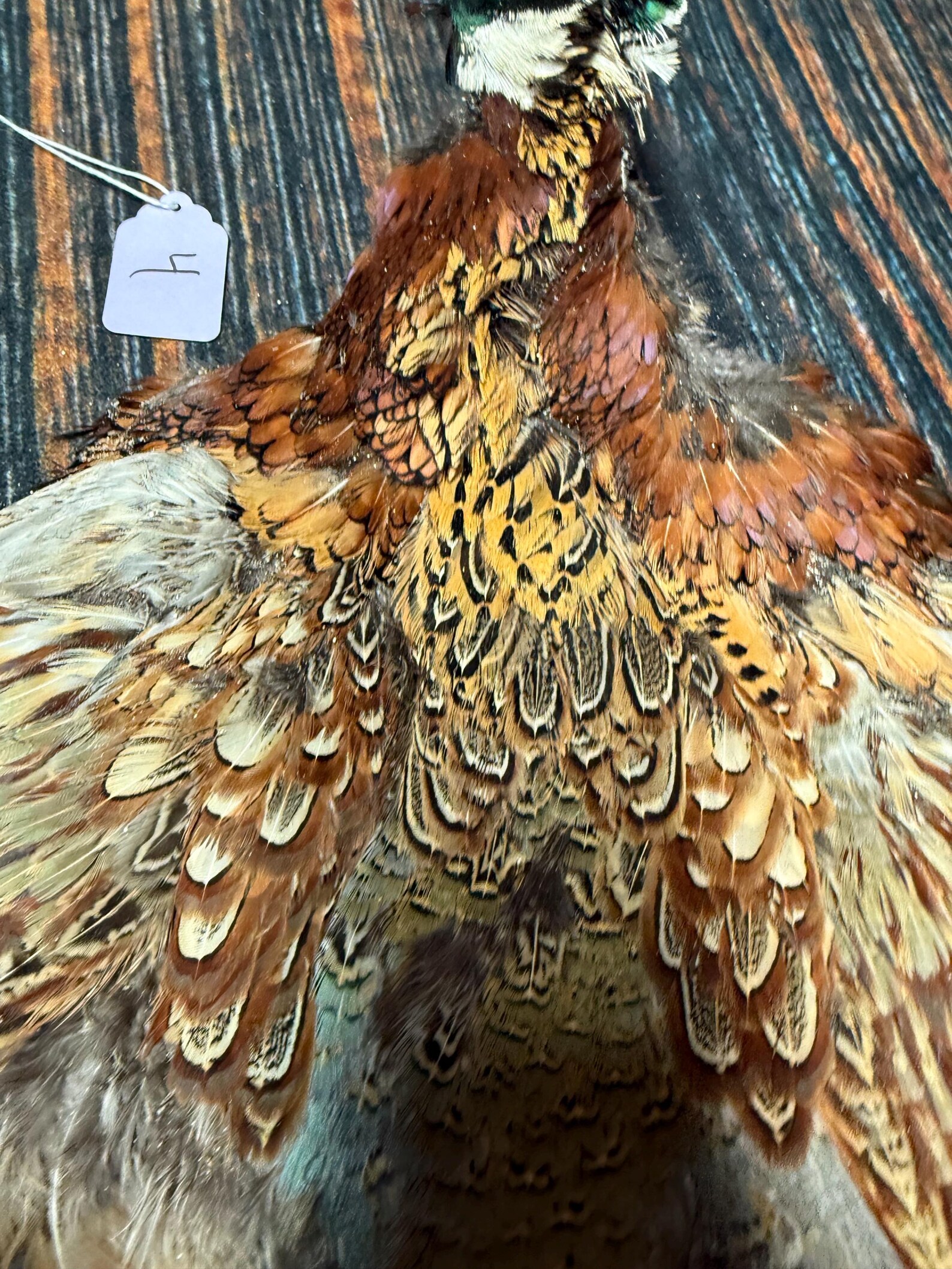 Real Ringneck Pheasant Skin Feather Millinery Bustle Western Decor Art ...
