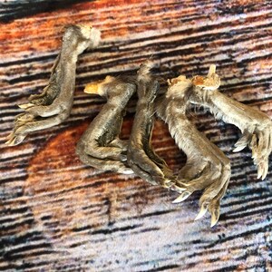 5 Real Muskrat Feet Cured Taxidermy Mount Repair Witchcraft Voodoo ...