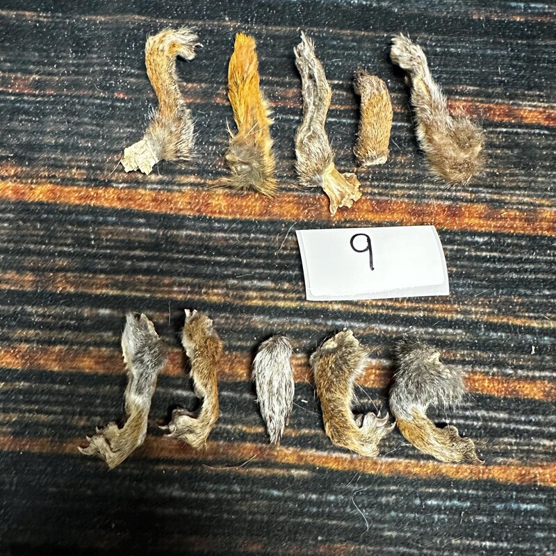 Squirrel Feet - Etsy