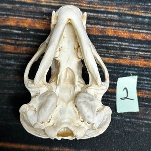 Real XL BADGER Skull Bone Animal Mount Man Cave Cabin Decor Art Craft ...