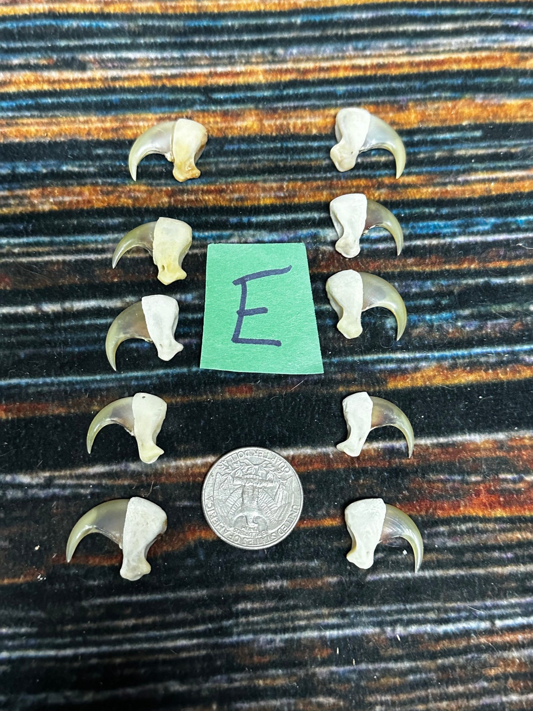 10 American Bobcat Claws Art Craft Supply Jewelry Ring Choker Necklace ...