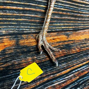 Real Wild Turkey Foot Taxidermy Mount Art Feet Voodoo Unique Christmas ...