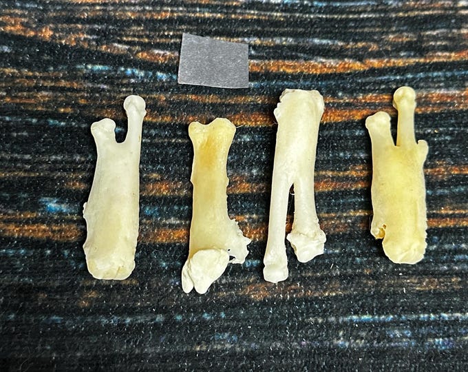 Real Natural Deformed Coyote Paw Bone Pieces Halloween Craft Art Supply ...