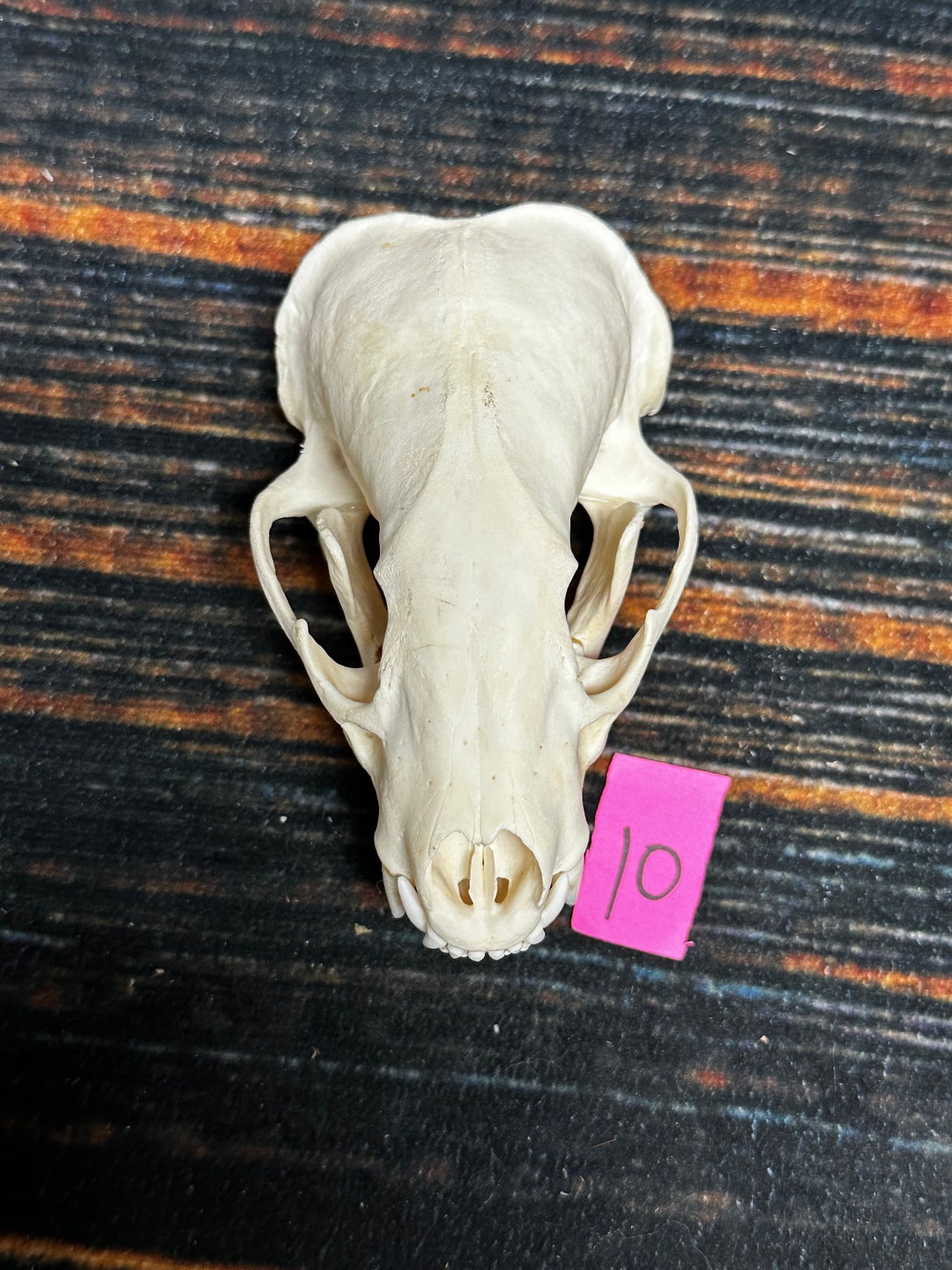 Real XL BADGER Skull Bone Animal Mount Man Cave Cabin Decor Art Craft ...