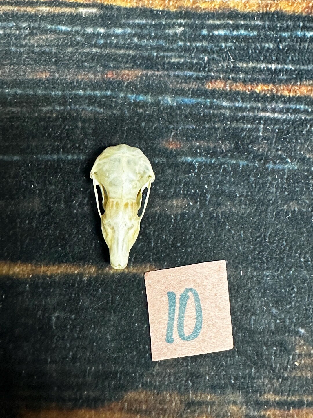 Odd Real XL Mole Skull Animal Bone Unique Christmas Gift Collection ...