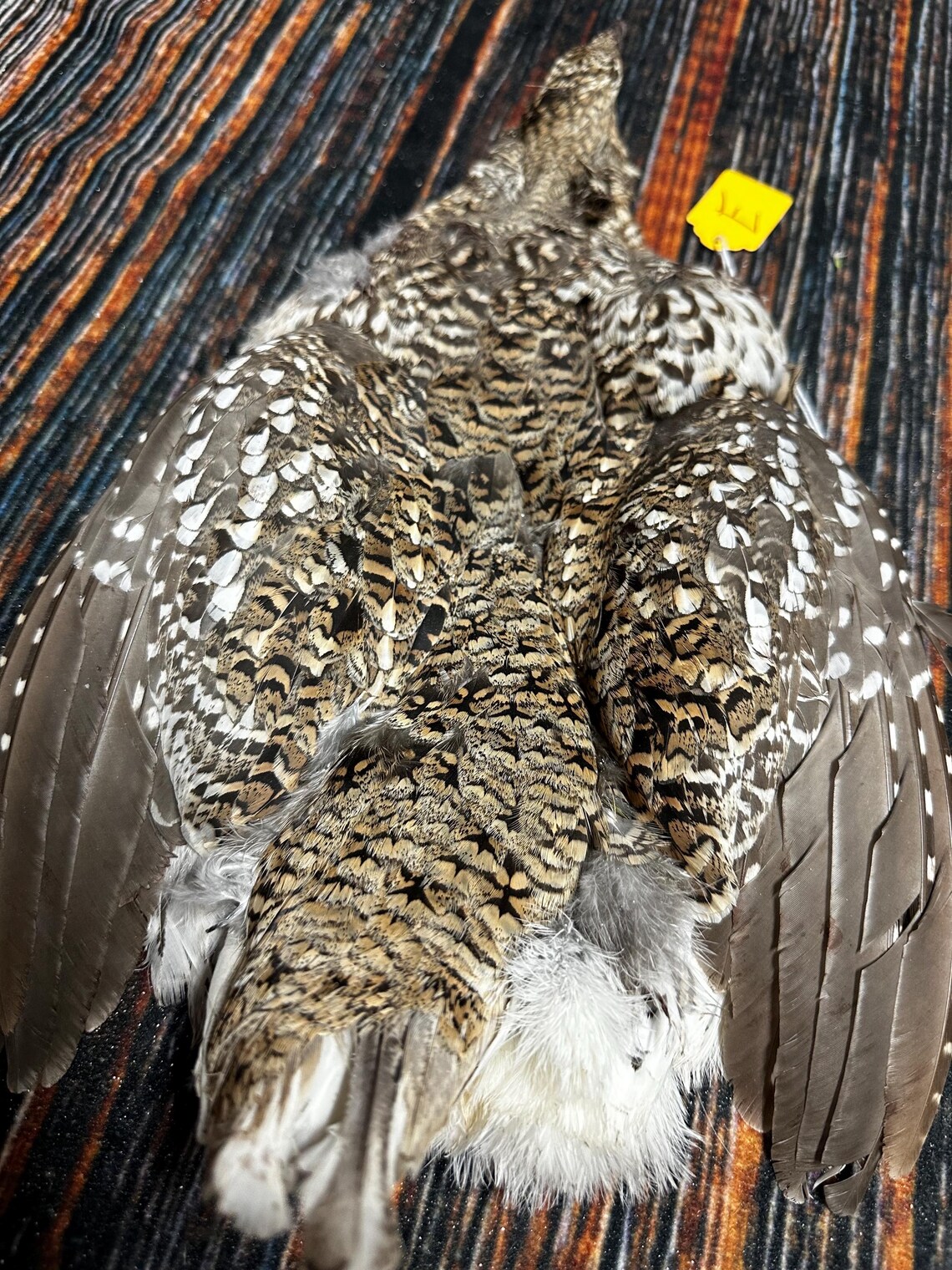 Real South Dakota Grouse Skin Feather Millinery Bustle Western Decor ...