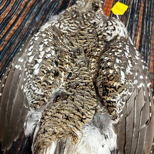 Real South Dakota Grouse Skin Feather Millinery Bustle Western Decor ...