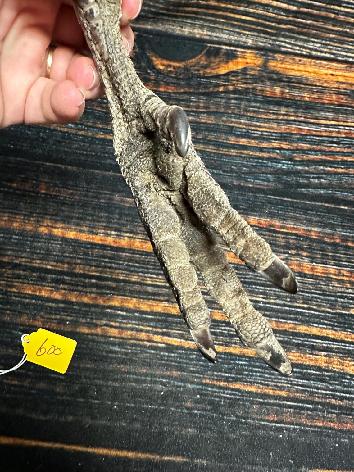 Real Wild Turkey Foot Taxidermy Mount Art Feet Voodoo Unique Christmas ...
